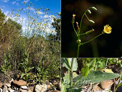 Flora de Aragón: Crepis pulchra