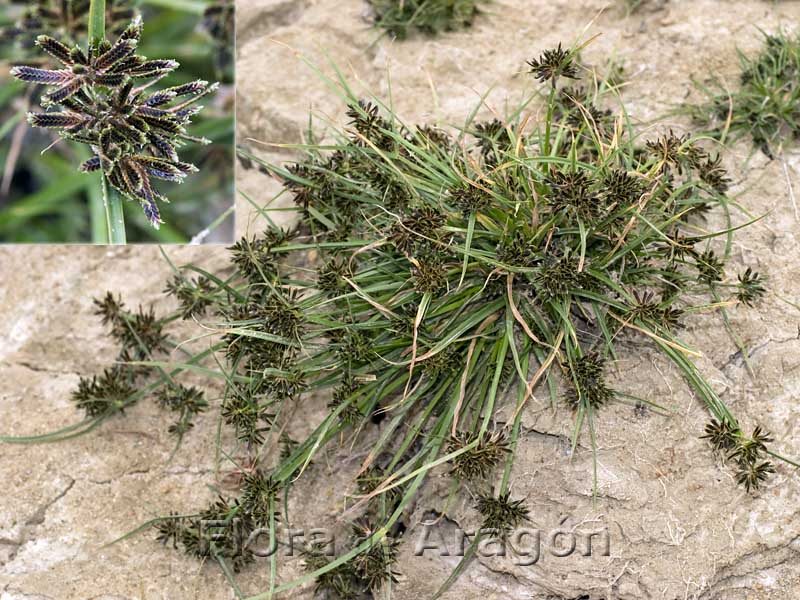 Flora de Aragón: Cyperus fuscus