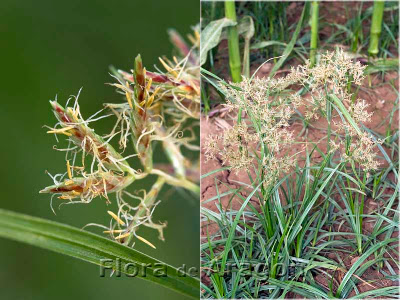 Flora de Aragón: Cyperus rotundus