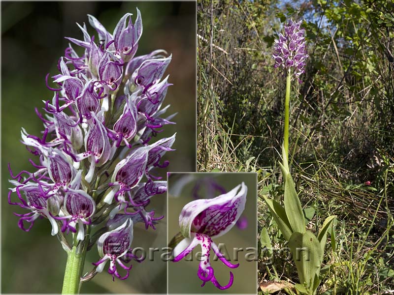Flora de Aragón: Orchis simia