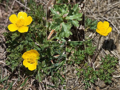 Flora de Aragón: mayo 2008