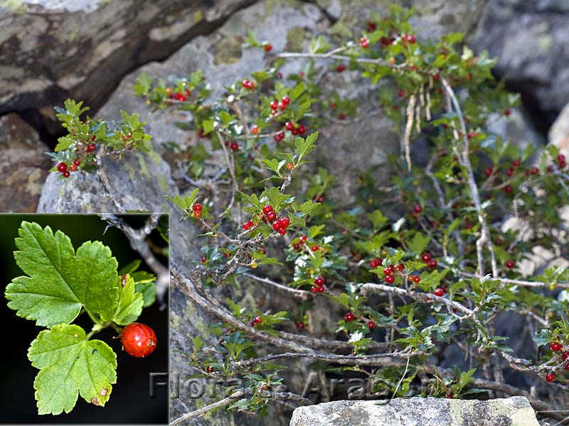 Flora de Aragón: Ribes alpinum