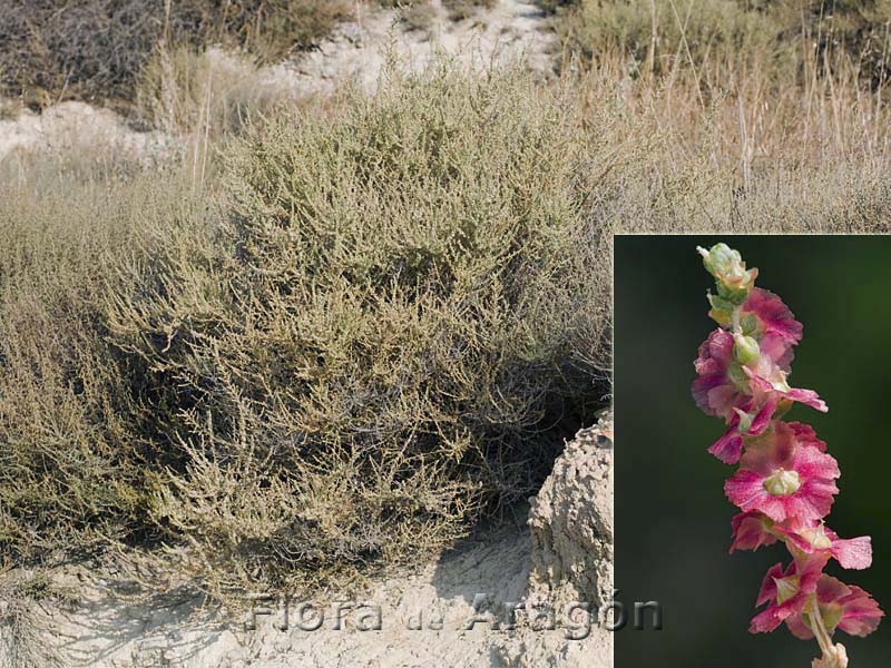 Flora de Aragón: Salsola vermiculata
