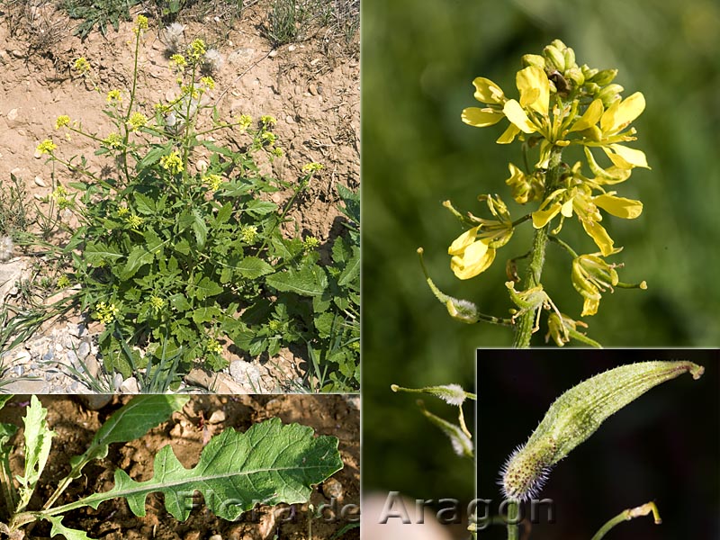 Flora de Aragón: Sinapis alba subsp. mairei