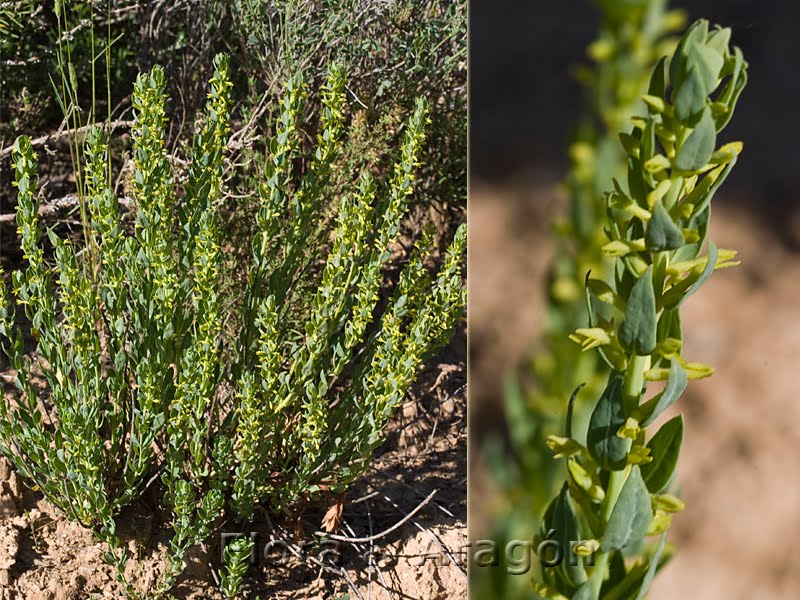 Flora de Aragón: Thymelaea sanamunda