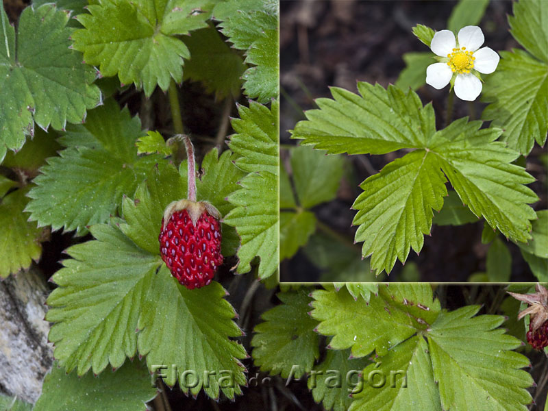 Flora de Aragón: Fragaria vesca