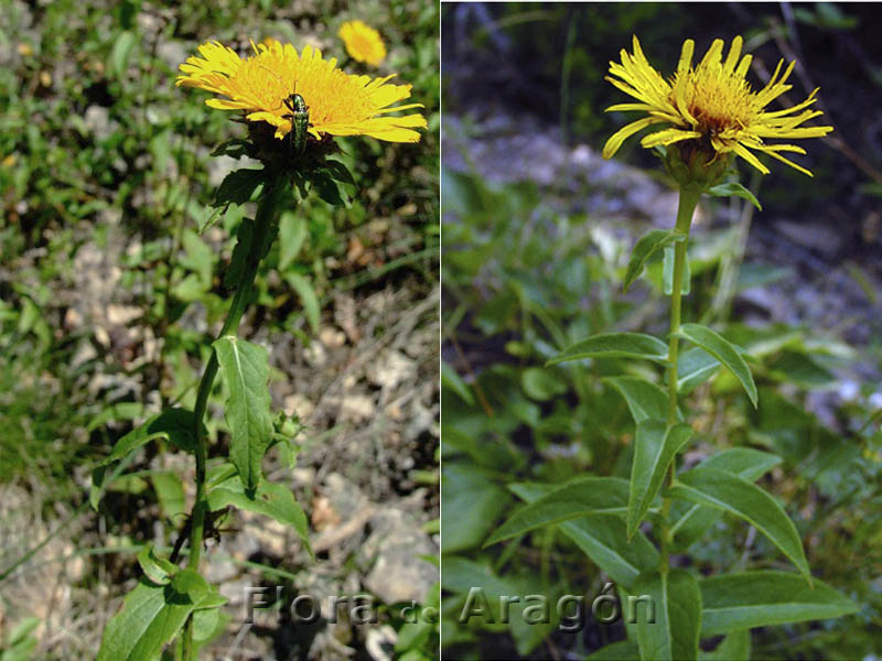 Flora de Aragón: Inula salicina