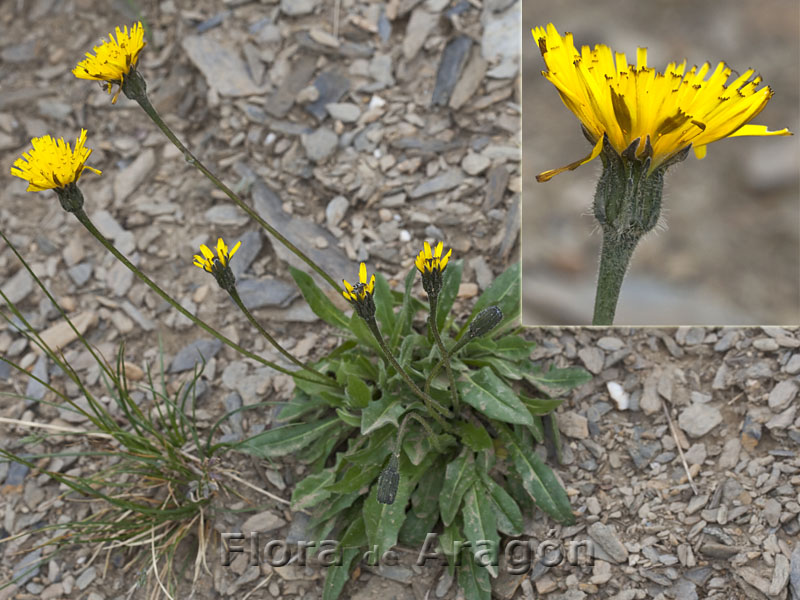 Flora de Aragón: Crepis conyzifolia
