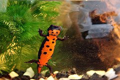 Fire Bellied Newts