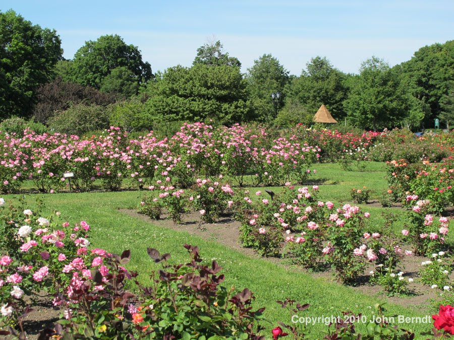 Maplewood Rose Garden Pictures
