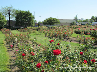 Maplewood Rose Garden Pictures