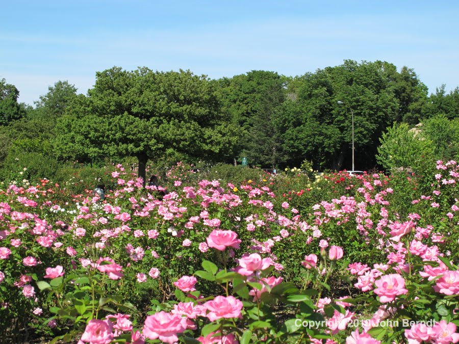 Maplewood Rose Garden Pictures