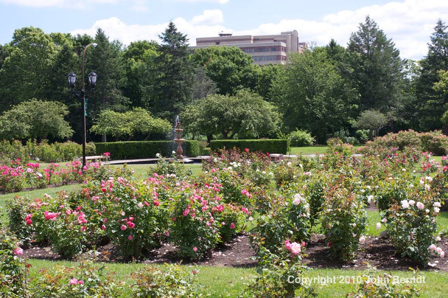 Maplewood Rose Garden Pictures