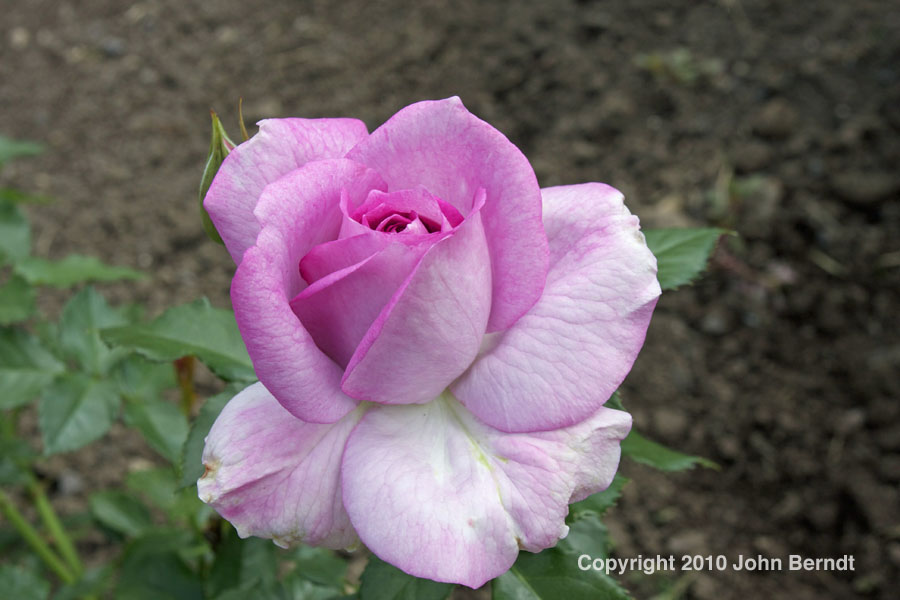 Maplewood Rose Garden Pictures