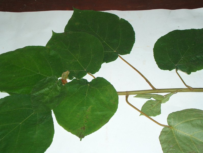 Divindades Yòrubána.: IGI / EWE ODAN.