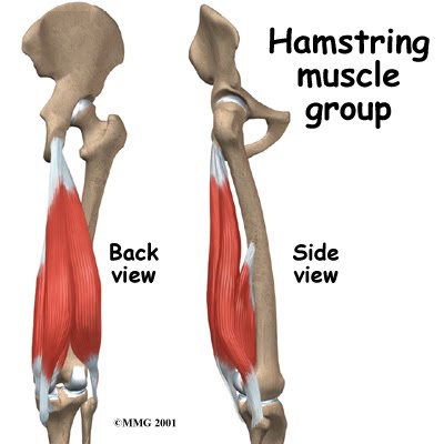 Recovery after ACL Reconstruction: Hamstring Tendon Graft ...