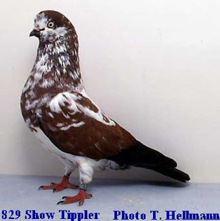 ΡΑΤΣΕΣ ΠΕΡΙΣΤΕΡΙΩΝ: English Show Tippler