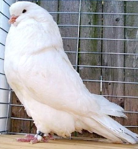 Pets: Aachen Pouter(Pigeon breed)