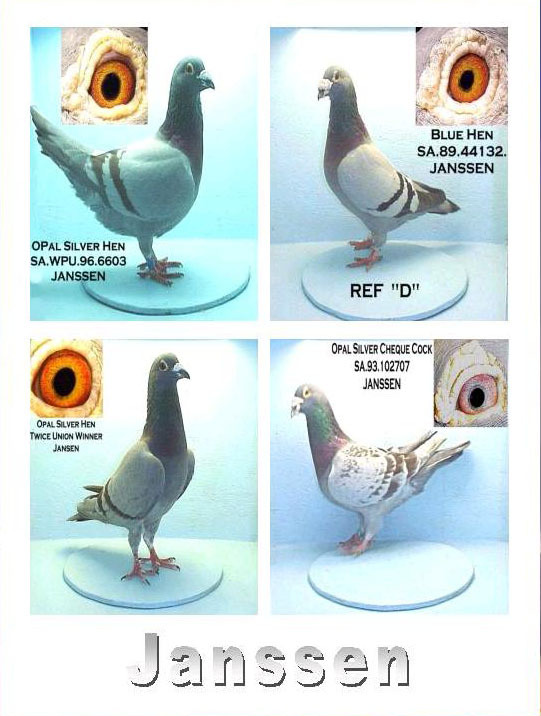 ΤΑΧΥΔΡΟΜΙΚΑ ΠΕΡΙΣΤΕΡΙΑ-RACING PIGEONS: Janssen Bros-Arendonk (BE)