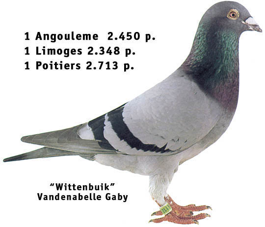 ΤΑΧΥΔΡΟΜΙΚΑ ΠΕΡΙΣΤΕΡΙΑ-RACING PIGEONS: Gaby Vandenabeele
