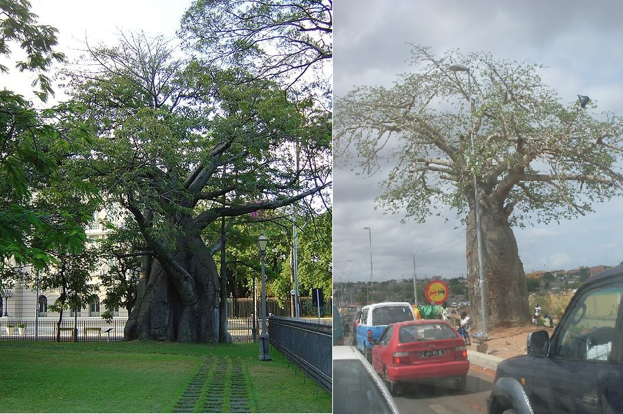 um Branco na África: Embondeiro