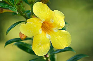 Blair's Travel Blog: Kolej Alamanda