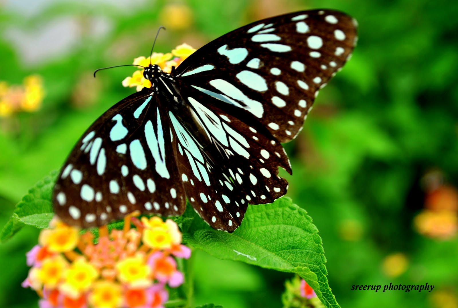 New World: Life of Butterfly