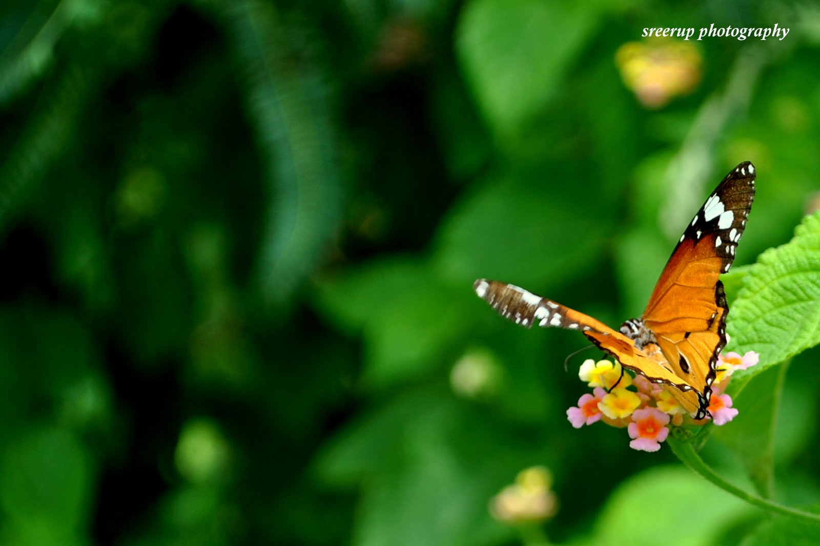 New World: Life of Butterfly