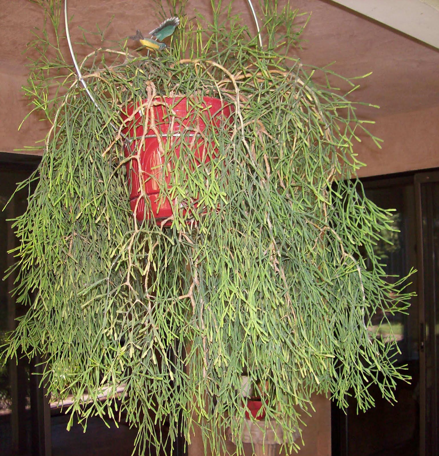 ...in our alley: Hatiora salicornioides