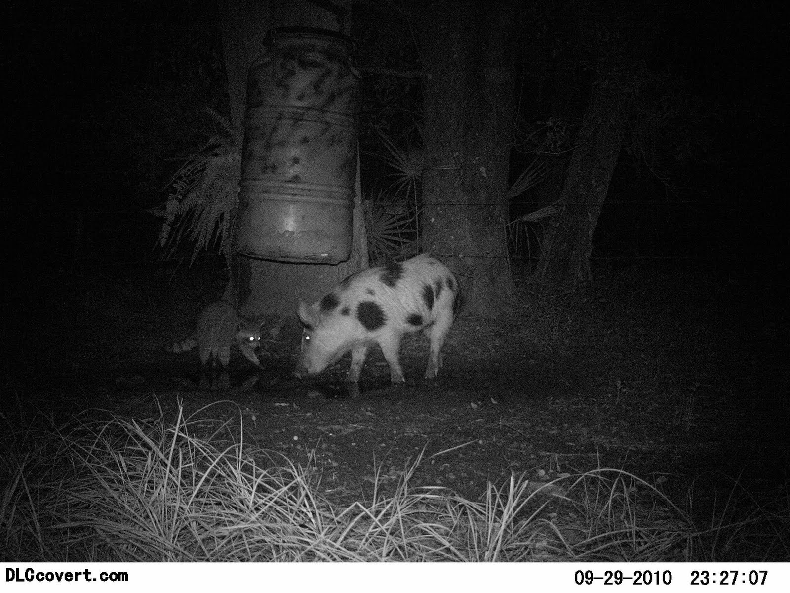 The Wild Life: Trail Camera Photos