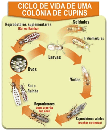 DICAS IN CASA: Como se Previnir dos Cupins?