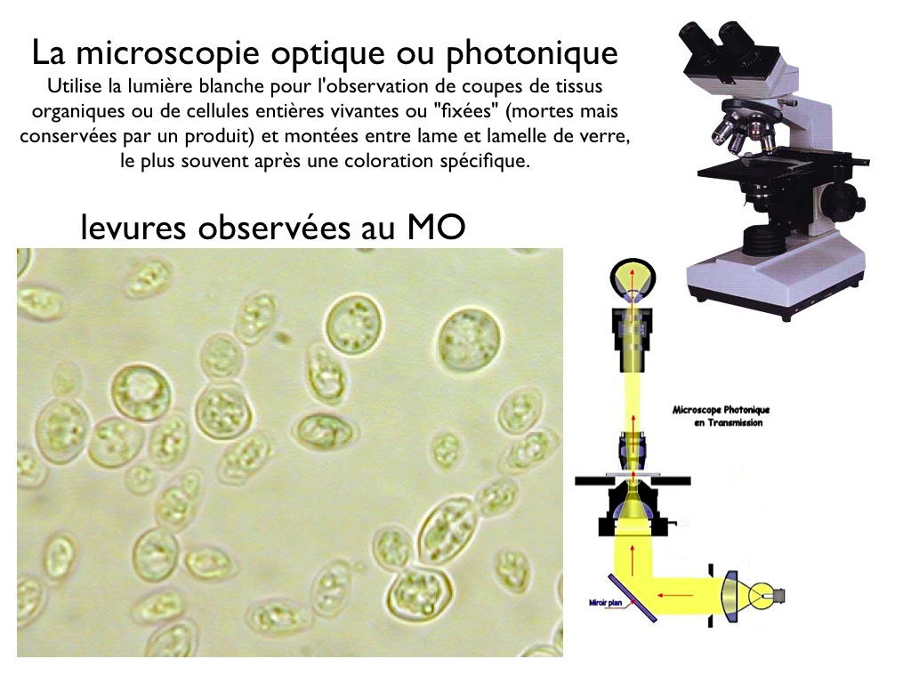 Différents Types De Microscope – DFQMO