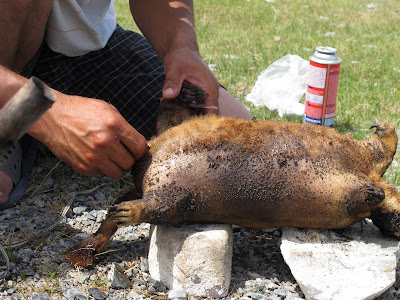 The Jungle Blog: How to Roast a Marmot