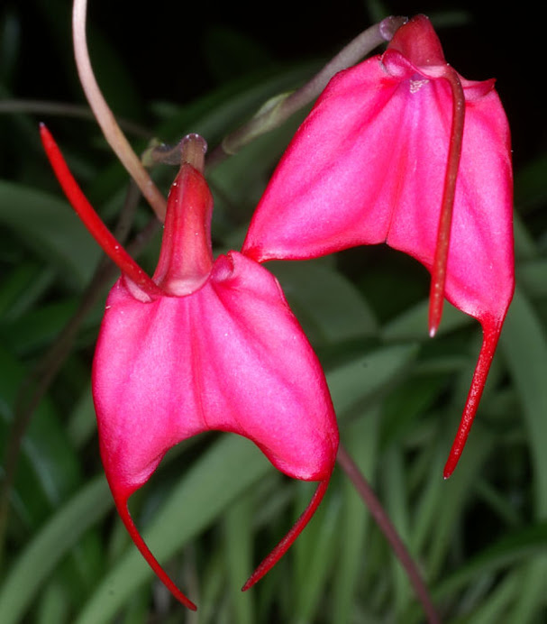 ORQUIDEAS CUSCO: ORQUIDEAS DEL CUSCO