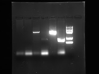 ONU Biology 217: LAB - GMO gel electrophoresis