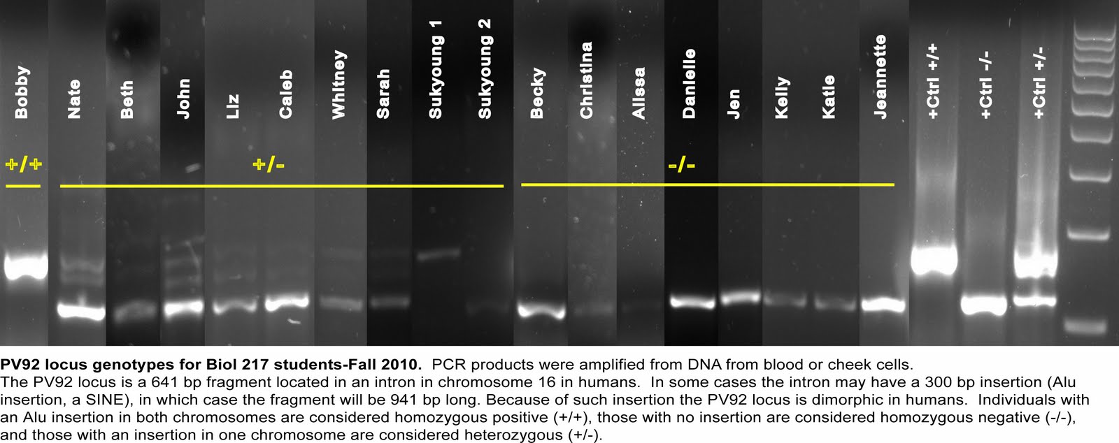 ONU Biology 217: Module 1, Lab 03 - PCR of the human PV92 locus