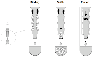 ONU Biology 217: Module 3, Lab 09 - Hydrophobic Interaction ...
