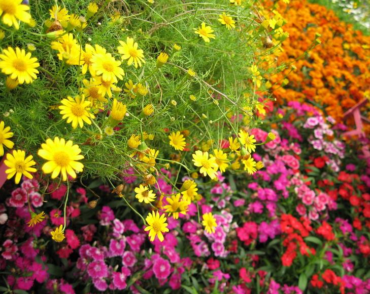 Best Favorite Flowers In The World: Best Flowers For Your Garden