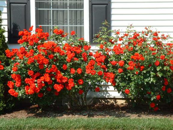Best Favorite Flowers In The World: Shrub Rose