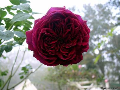 Best Favorite Flowers In The World: David Austin Rose