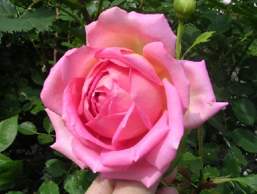 Best Favorite Flowers In The World: David Austin Rose
