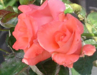 Best Favorite Flowers In The World: Touch of class Rose