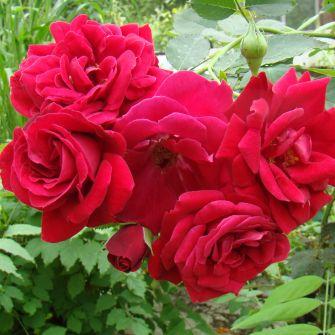 Best Favorite Flowers In The World: Top 10 Climbing Roses