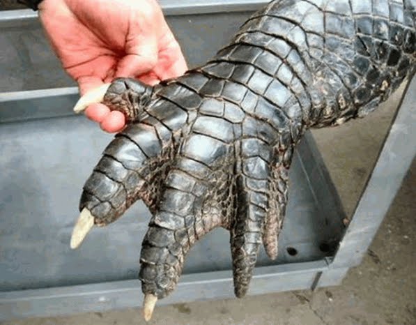 An Oh Kaye! Holiday: 1000lb Gator!