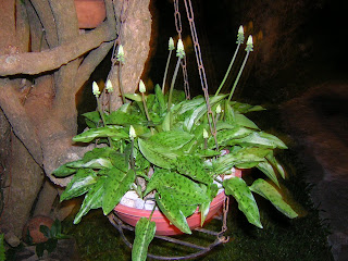 Daily Plants: Little white soldiers