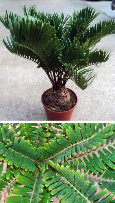 Viveros Vangarden: Zamias