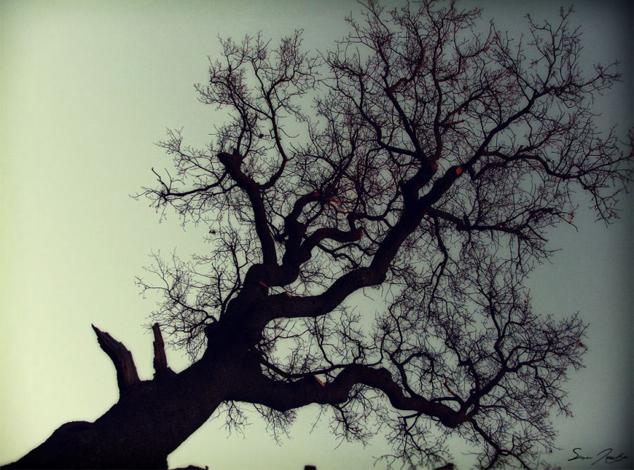 ¡Boundary dissolutioN!: tree in a fractal mindscape