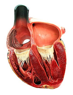Medicina: Il cuore