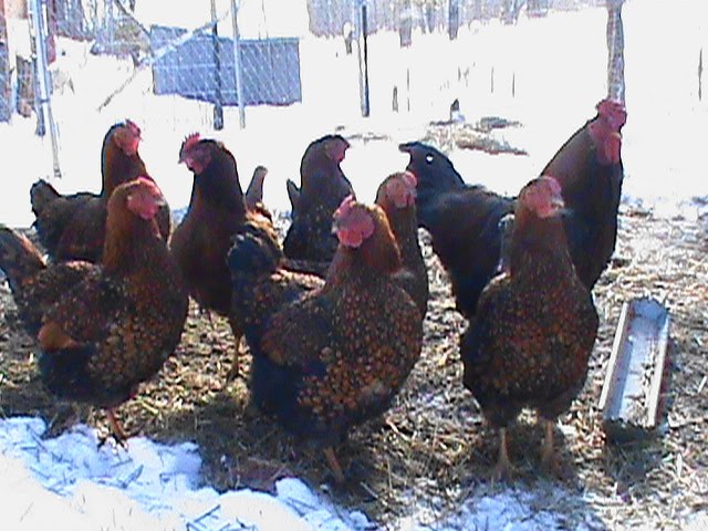 Homestead ...... From Scratch: Chickens on Ice