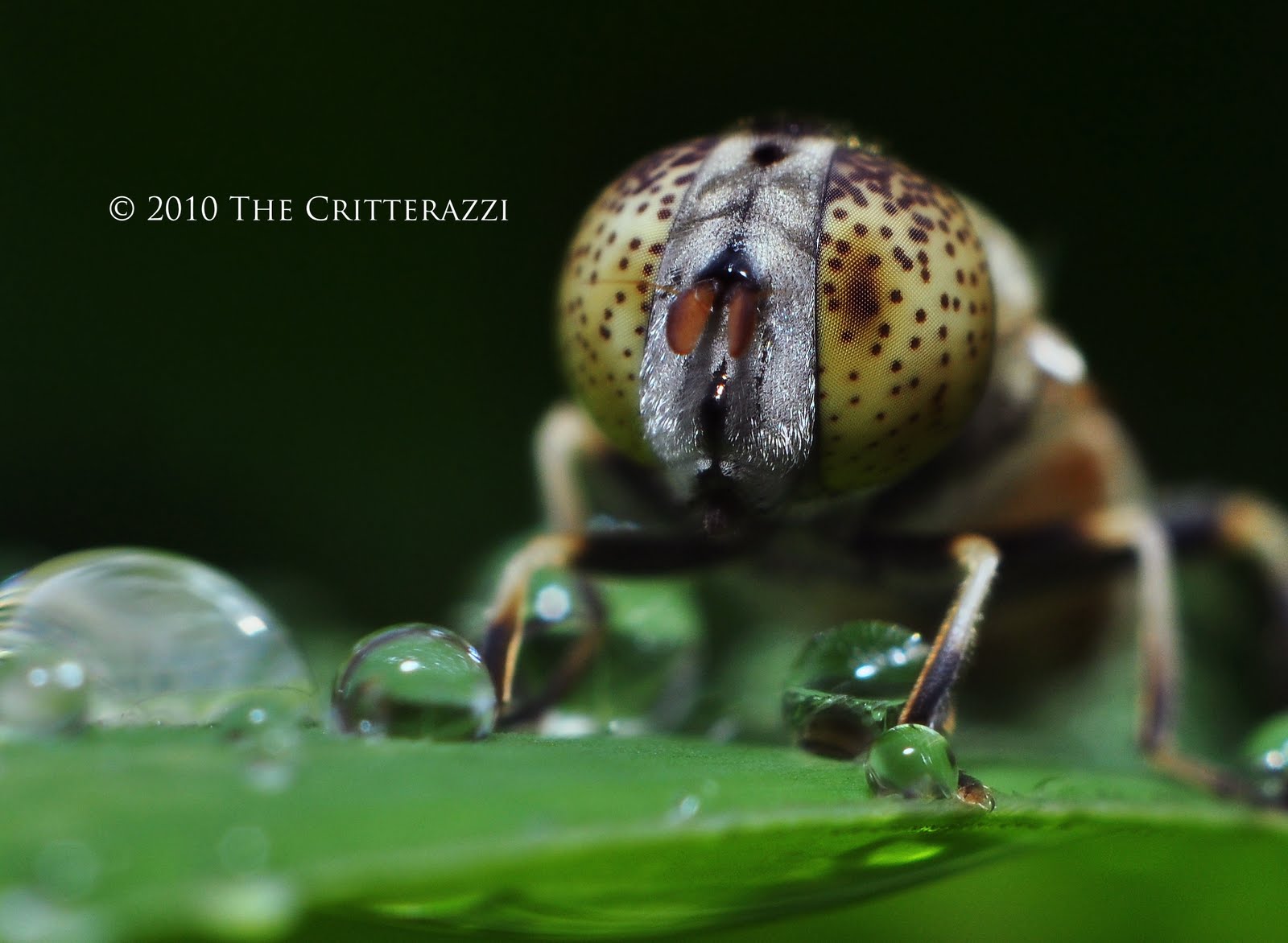 Gines Enriquez The Critterazzi